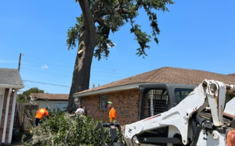 Affordable Tree Service in Metairie- Tree Removal and Tree Trimming ...