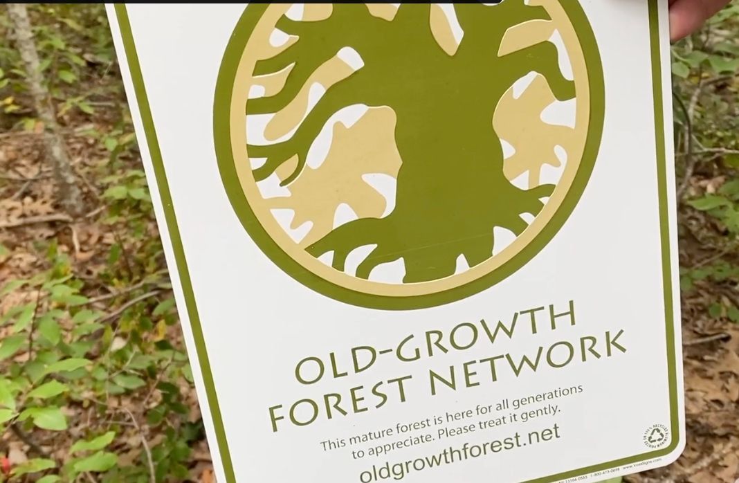 Beech Tree Forest Inducted into Old-Growth Network