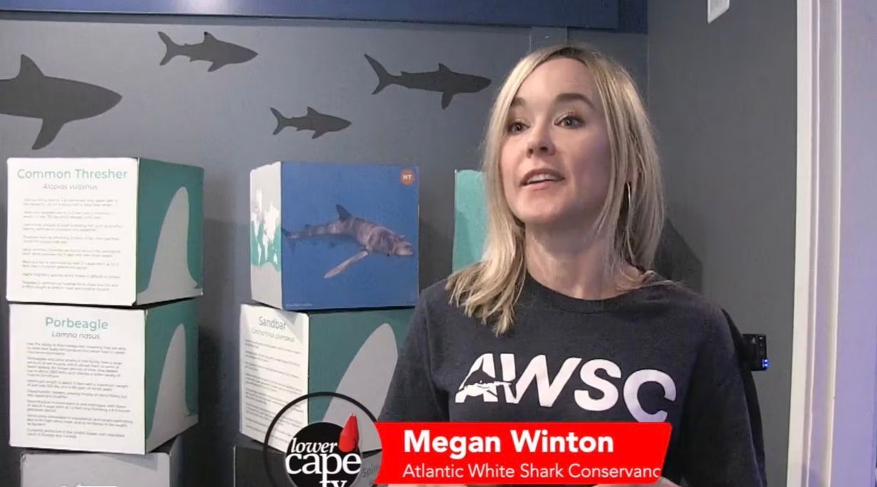 Cape Cod Sharks Arrive