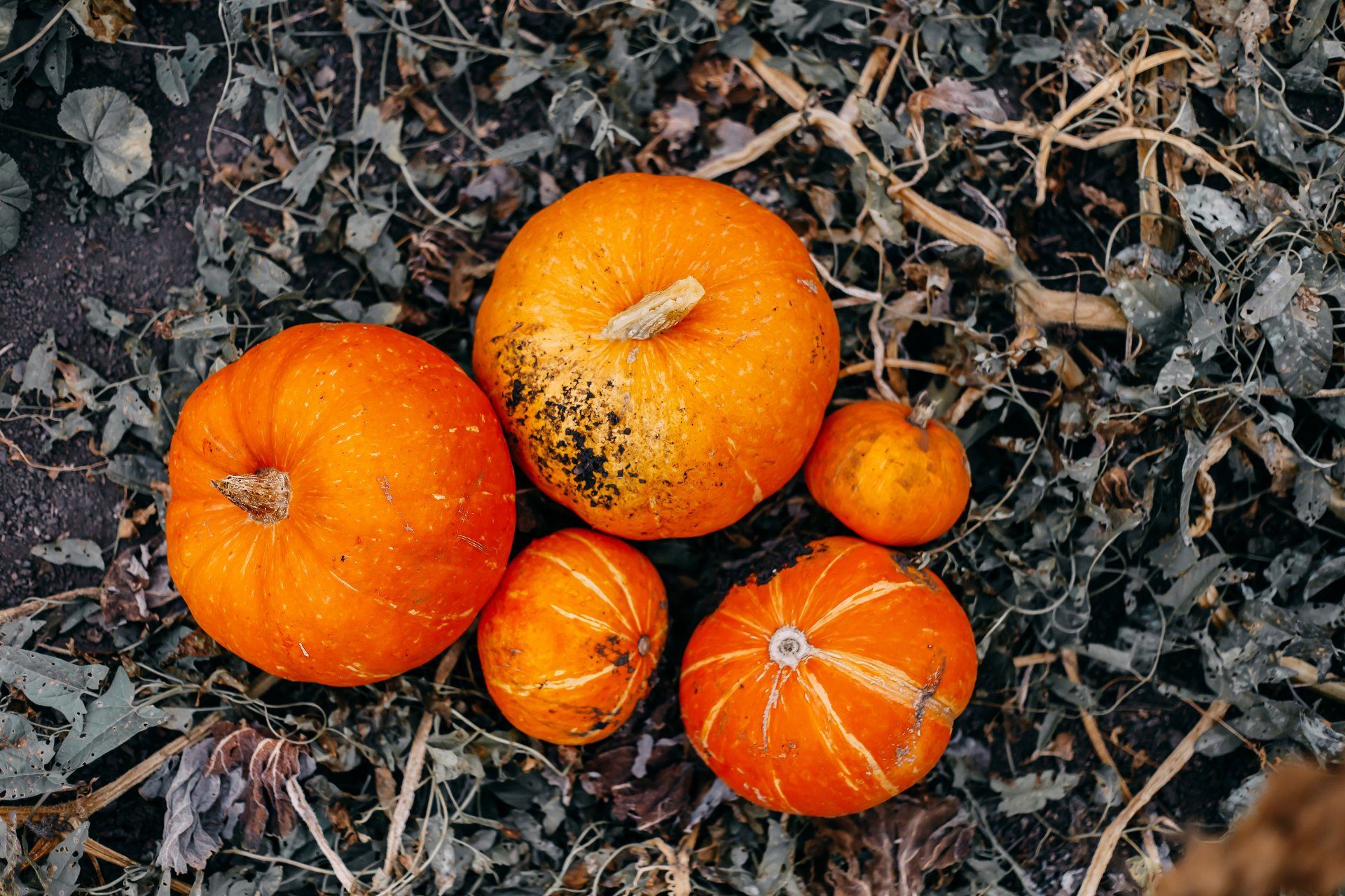 Pumpkin Picking Patches Locations For Halloween In Newark