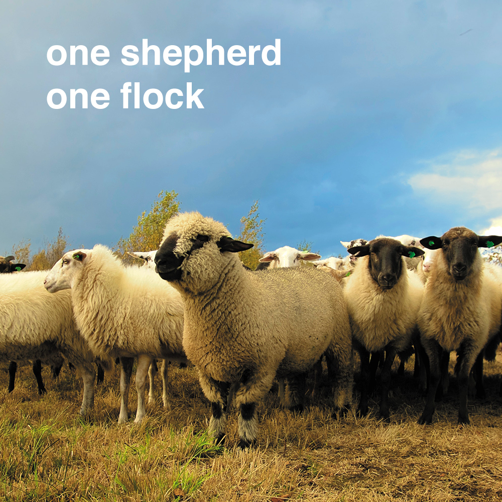 one shepherd, one flock