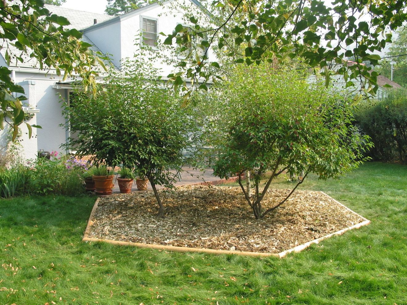 Tree Care | Missoula, MT | Able Tree Service