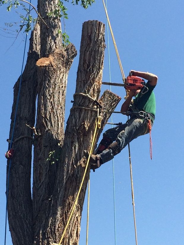 Tree Care | Missoula, MT | Able Tree Service