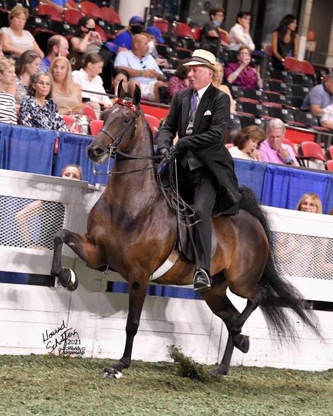 American Saddlebreds for Sale • Carriage Lane Farm • Nicholasville, KY