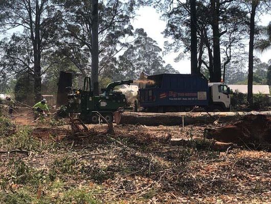 Tree removal in Toowoomba | DJ Tree Services