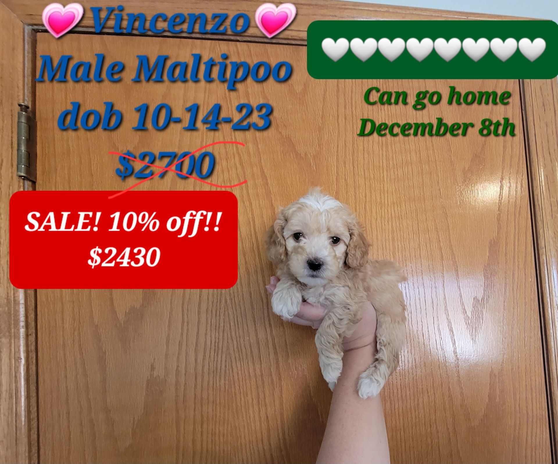 Teacup Breeds | Tucson, AZ | It's A Puppies World