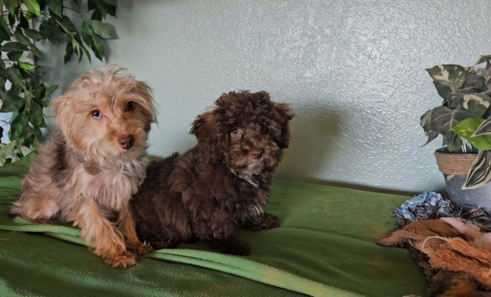 Teacup Breeds | Tucson, AZ | It's A Puppies World