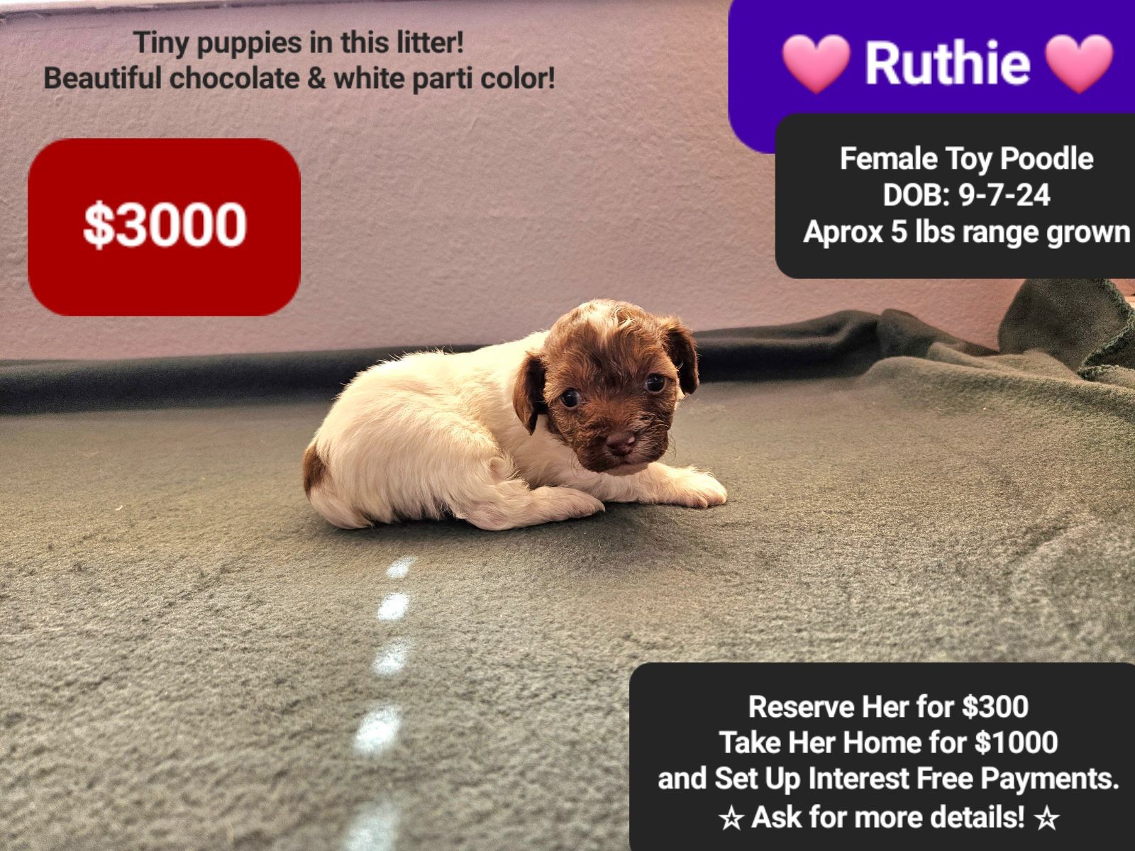 Teacup Breeds | Tucson, AZ | It's A Puppies World