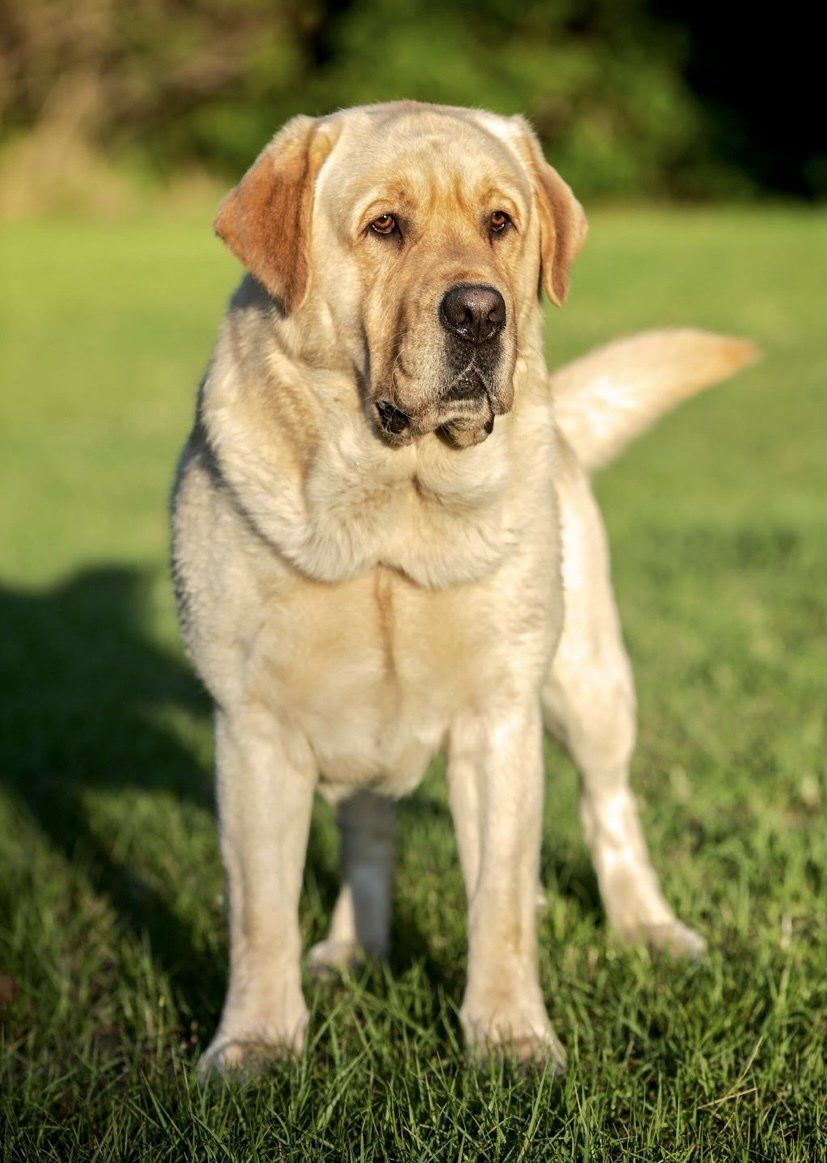 Fortune Labradors | Boys