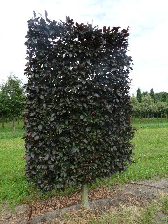 leibomen/bomen/assortiment | van Houts heesters en bomen