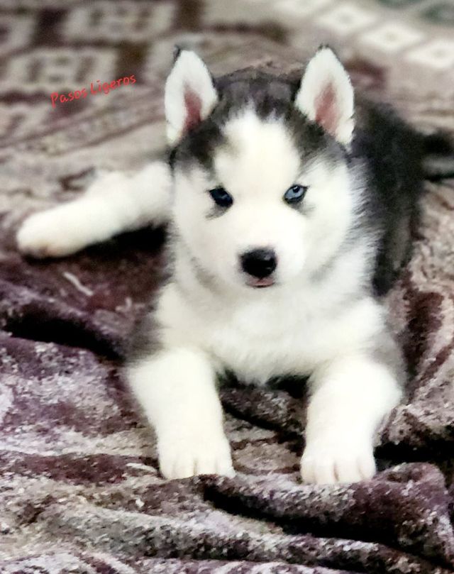 Perro Bebe Husky Hermoso Cachorro Husky Joven Con Pelaje Negro, Blanco