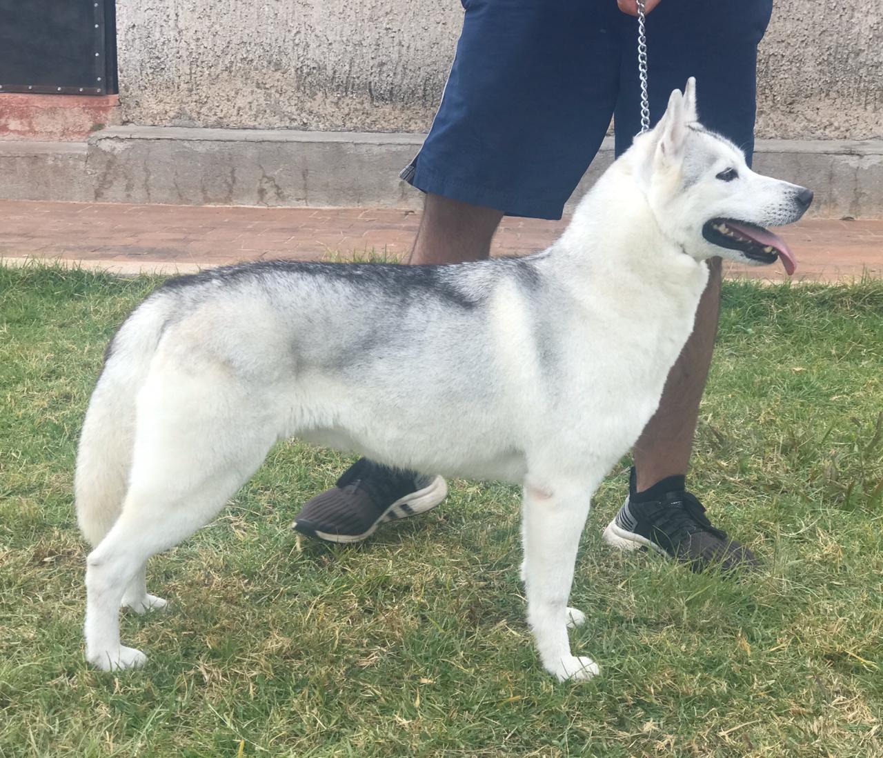 Criadero de Perros Husky | Criadero Husky