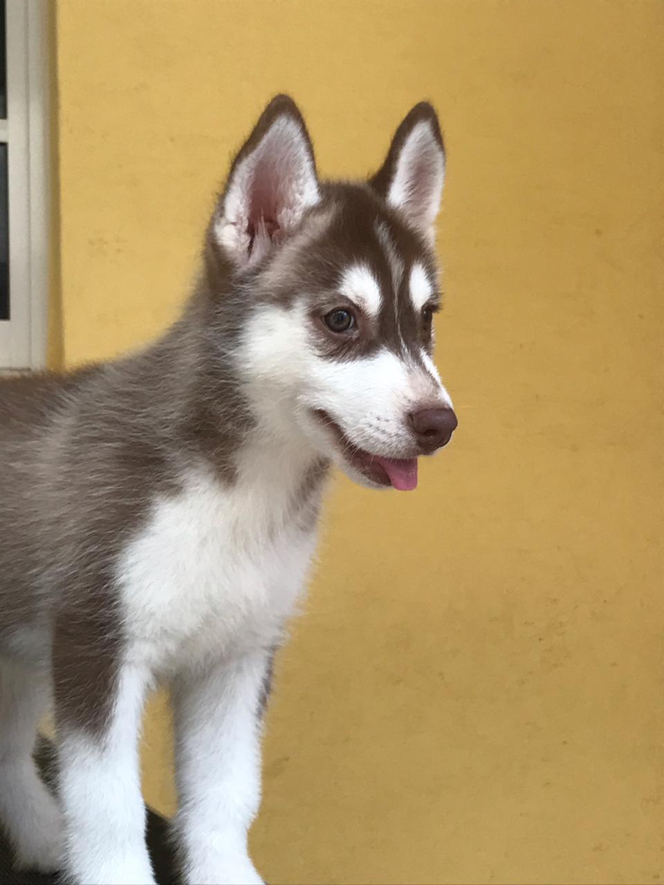 Criadero de Perros Husky | Criadero Husky