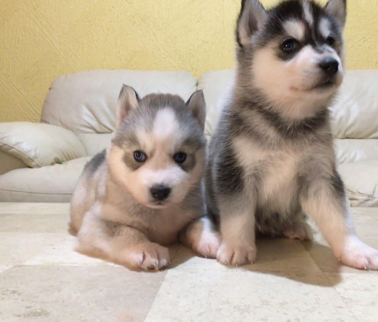 Criadero de Perros Husky | Criadero Husky