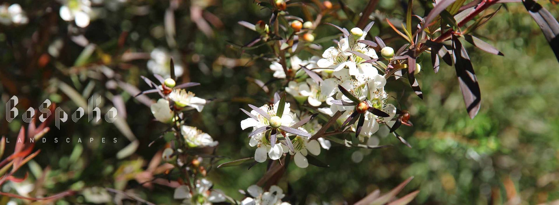 Garden Plants for Shady Areas: Top 8 Native Solutions