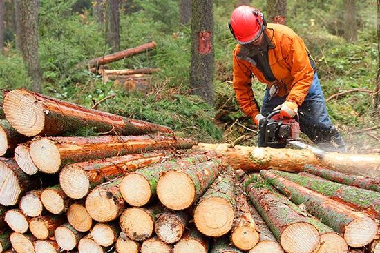 Tree Team | Hilliard, OH | Central Ohio Tree Trimming Services