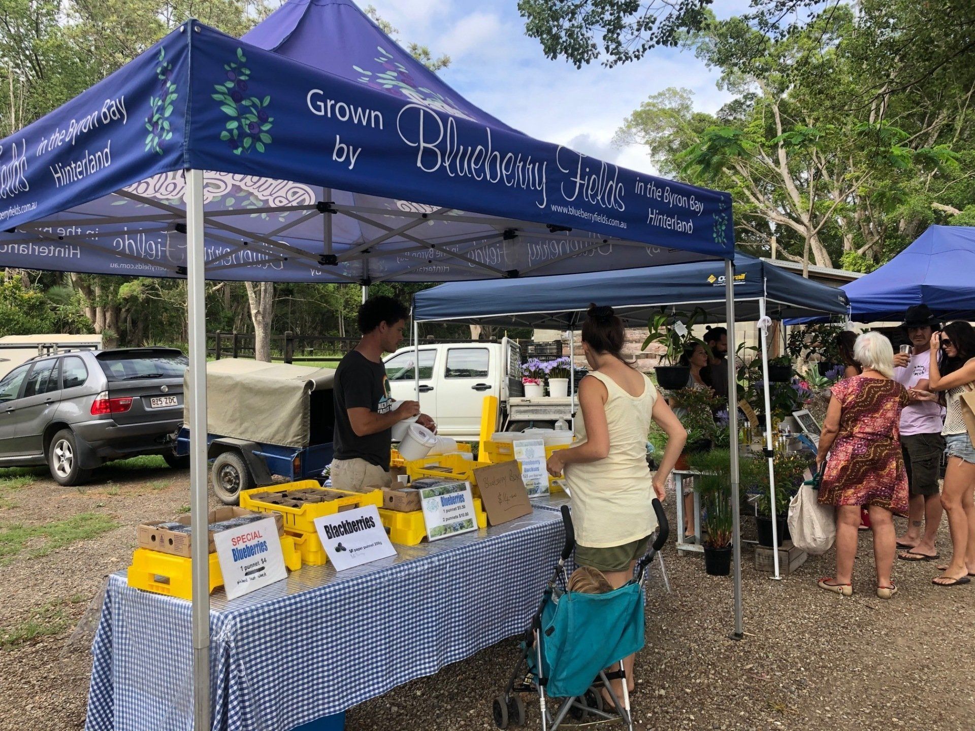 Where to Buy Blueberry Fields berries | Brooklet