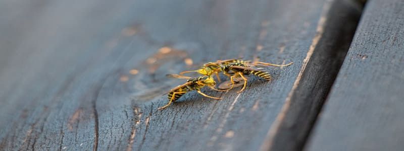 Yellow Jacket Pest Control & Extermination in Kansas City