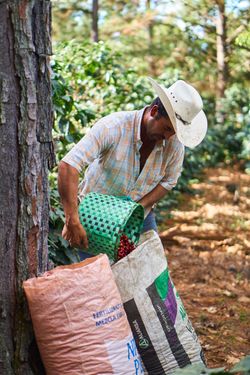 About – Hazel Origin Coffee
