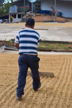 Home – Hazel Origin Coffee