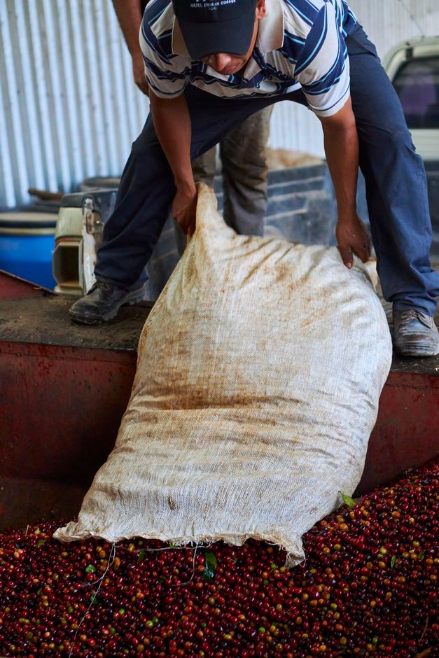 Contact – Hazel Origin Coffee