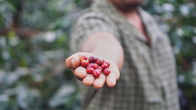 Home – Hazel Origin Coffee