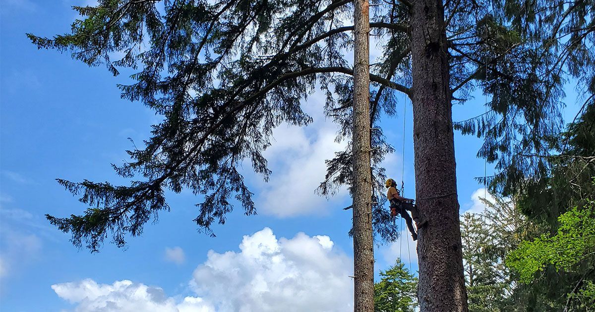 Tree Care Tips From An Oregon Arborist | Wild Geese Tree Care