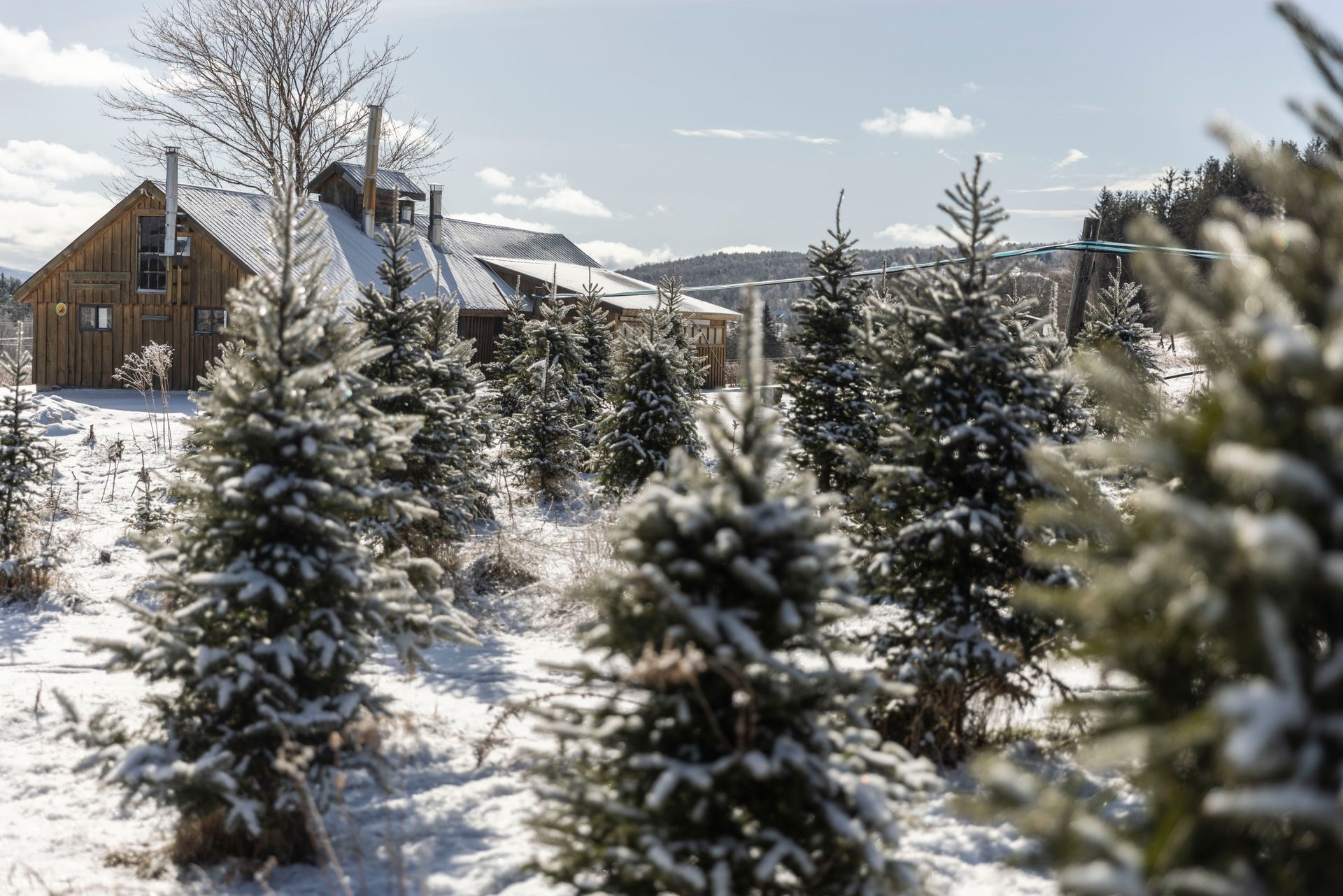 Vermont Christmas Tree Farm | Cut Your Own Tree | Isham Family Farm