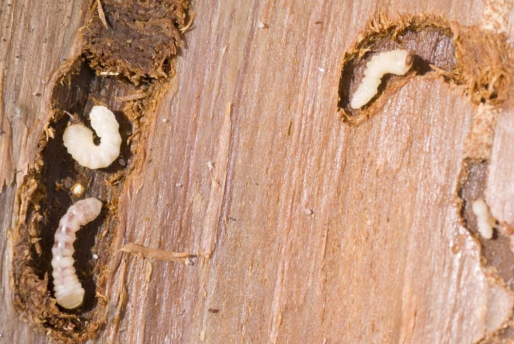 About Woodworm - Woodworm Infestation - TimberGuard