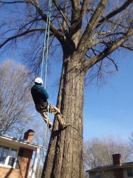 Brown Hound Tree Service