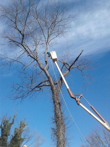 Brown Hound Tree Service