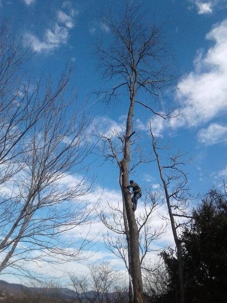 Brown Hound Tree Service