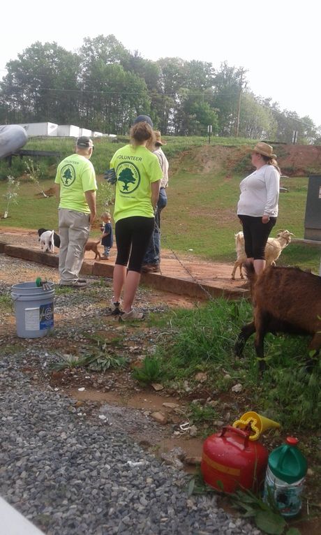 Brown Hound Tree Service