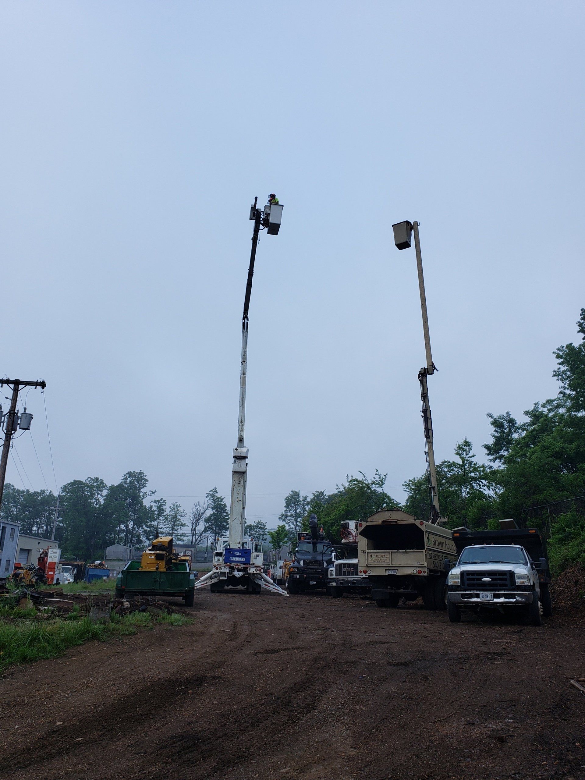 Brown Hound Tree Service