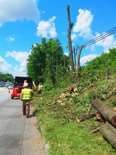Brown Hound Tree Service