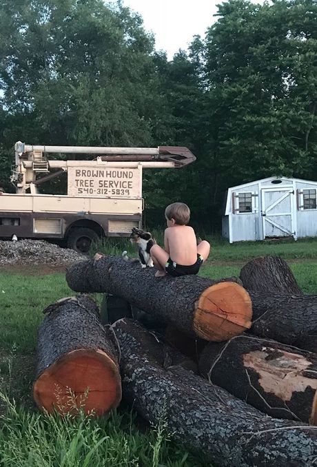 Brown Hound Tree Service