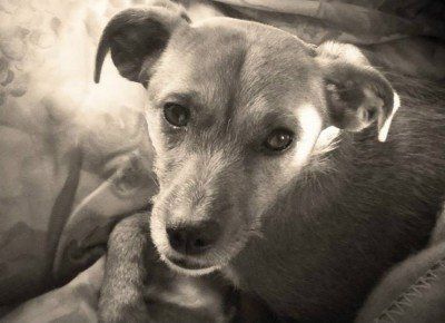 Brown Hound Tree Service