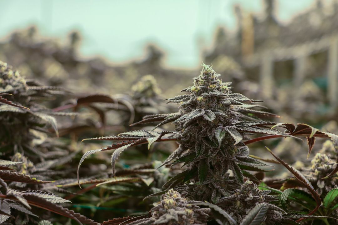 Home Seven Leaves Seven Leaves Cannabis Seven Leaves Products