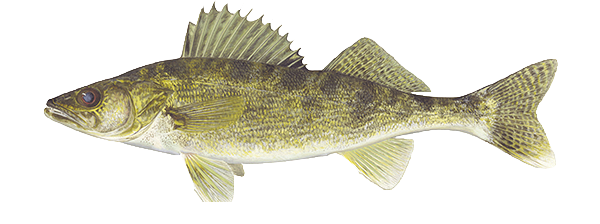 Lake Sakakawea Fishing Guides in North Dakota