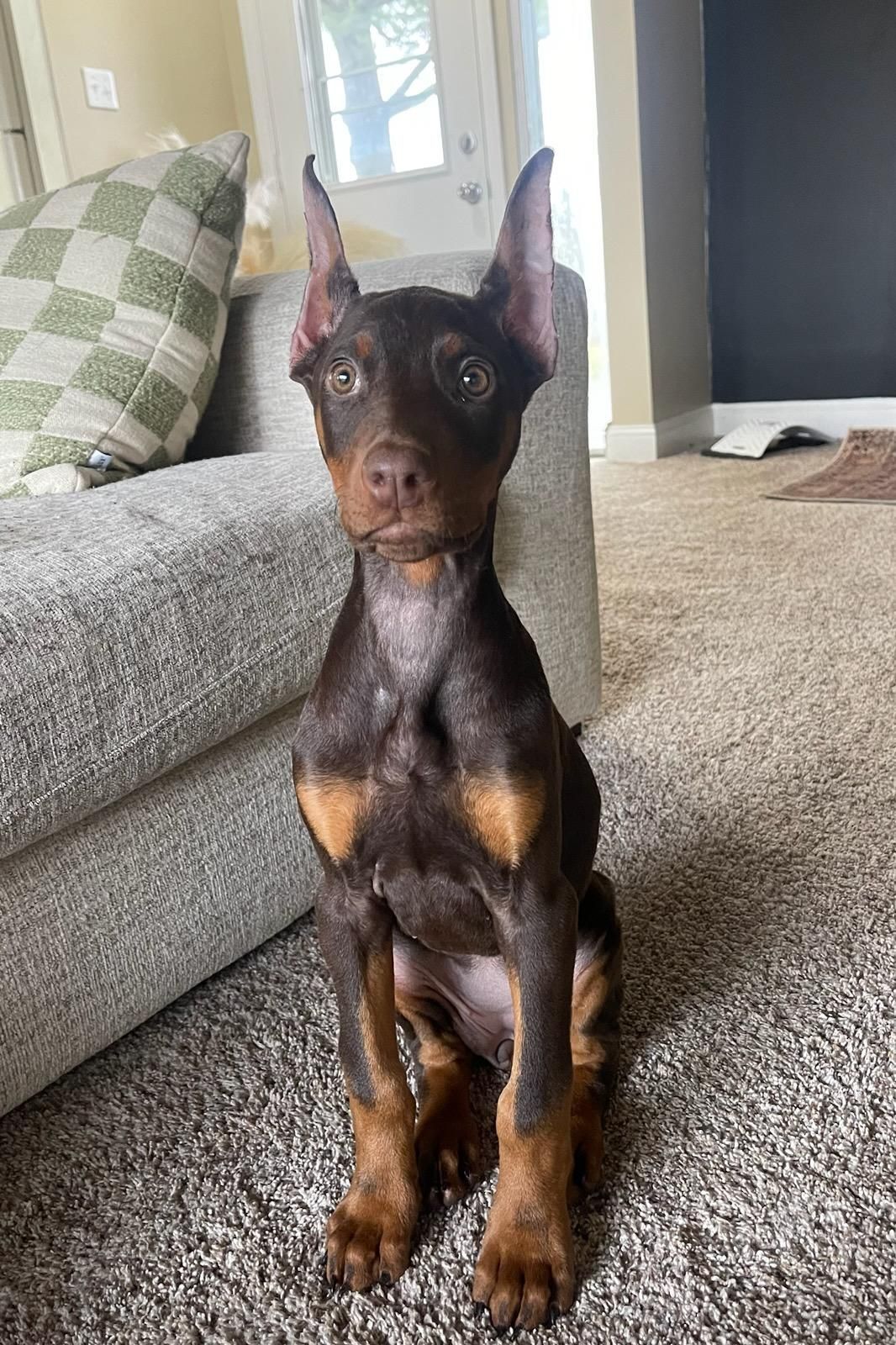 Doberman PUPPIES | Ruth's Dobermans & Lil' Paws