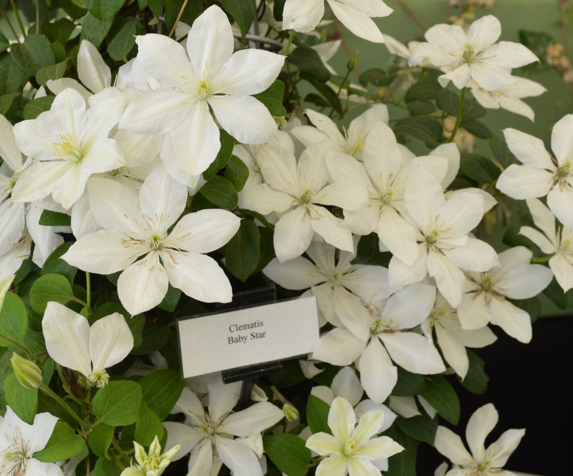 Herbaceous Clematis Hybrids | PriorsWood Clematis