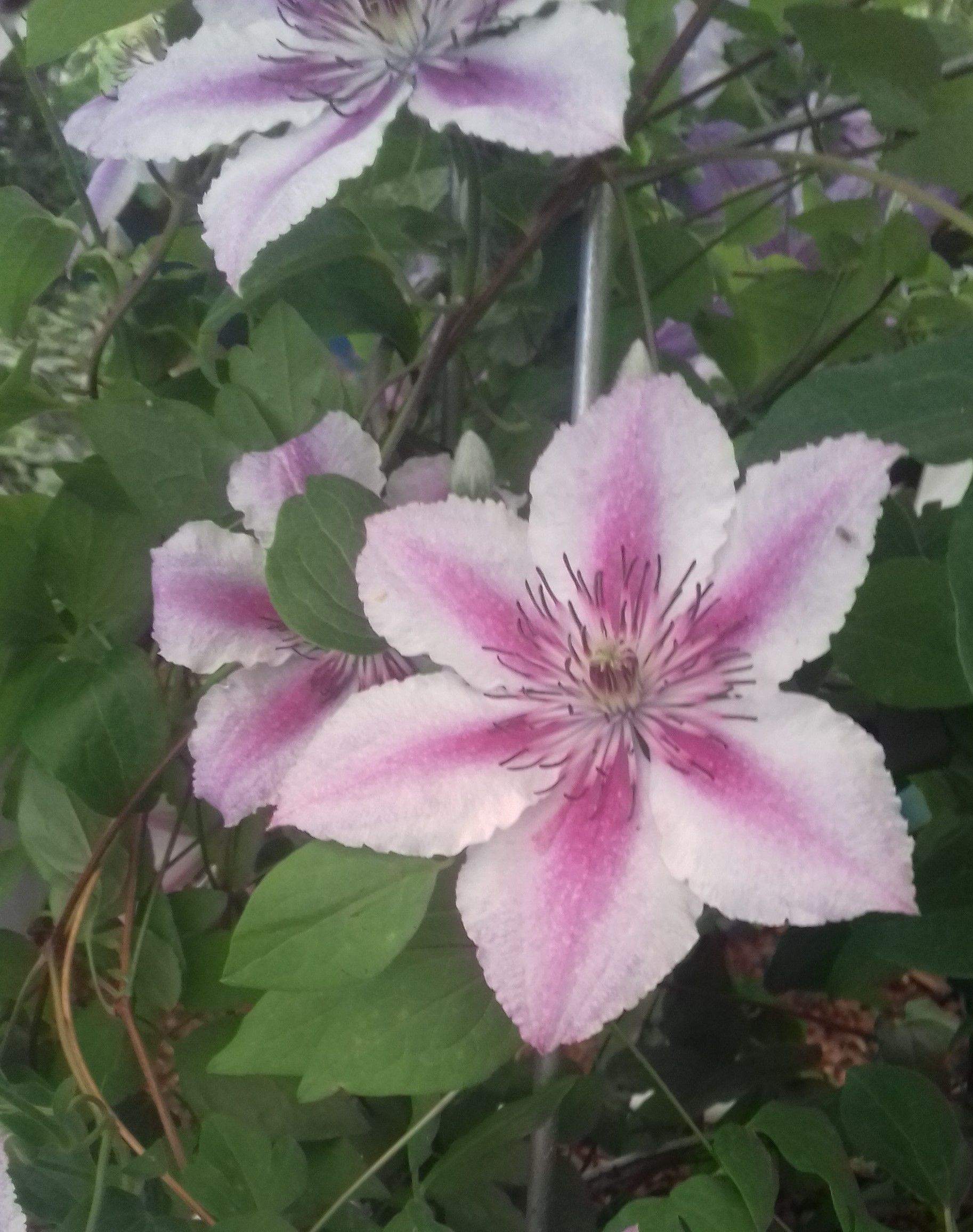 Summer Flowering Clematis Plants | PriorsWood Clematis