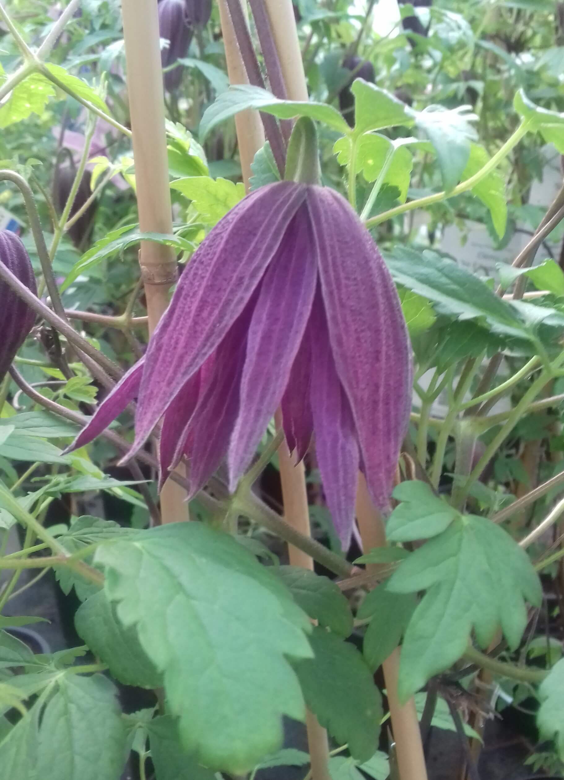 Specialist Plant Grower - Spring Flowering | PriorsWood Clematis