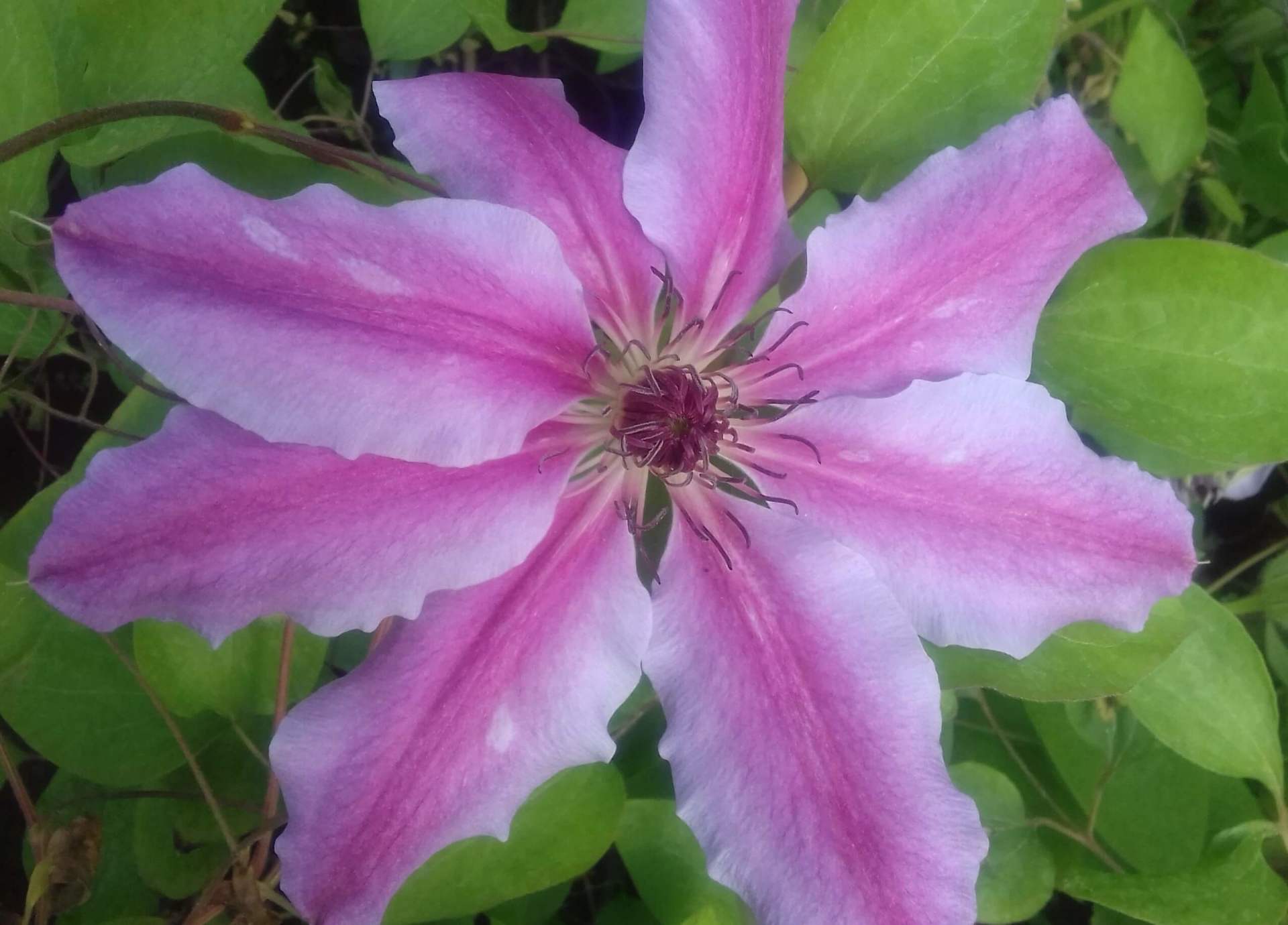 Summer Flowering Clematis Plants | PriorsWood Clematis