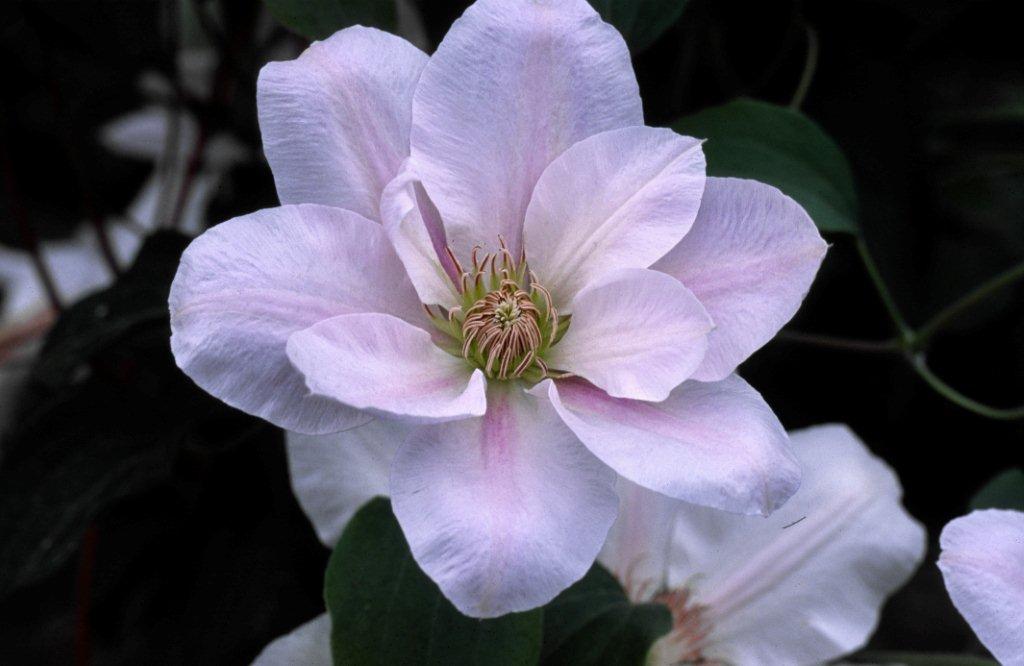 Summer Flowering Clematis Plants | PriorsWood Clematis