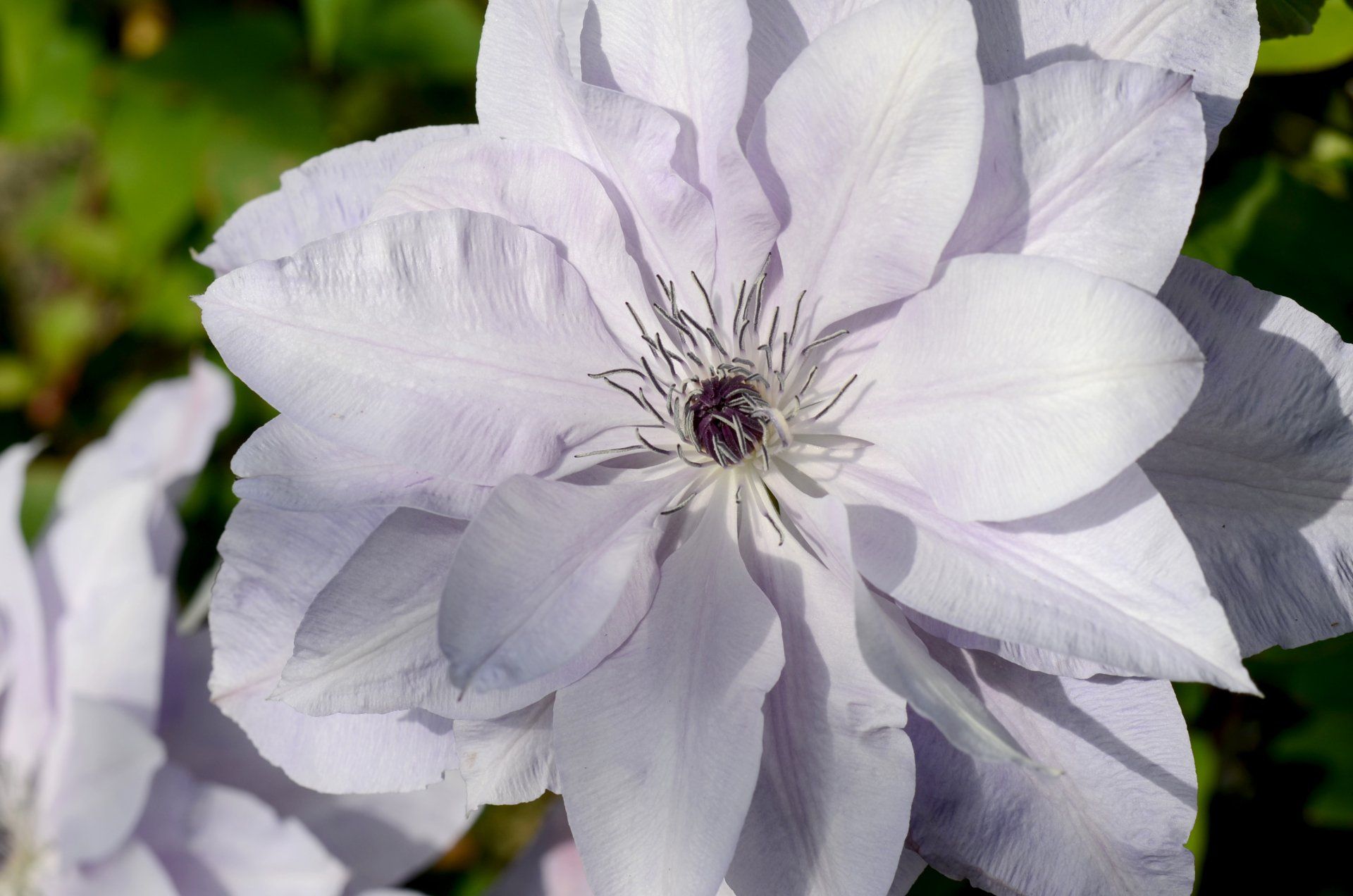 Summer Flowering Clematis Plants | PriorsWood Clematis