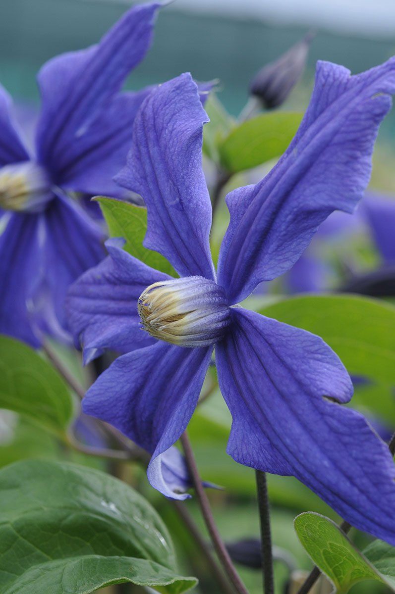 Herbaceous Clematis Hybrids | PriorsWood Clematis