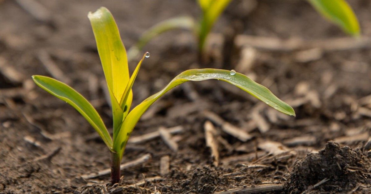 Maximize crop yield potential with NACHURS liquid fertilizers