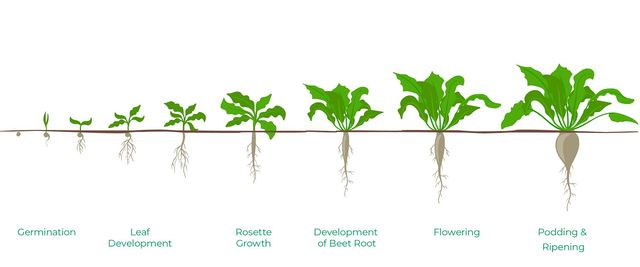 Beet Growing Stages Thinning The Beets. Beets Transplant Surprisingly