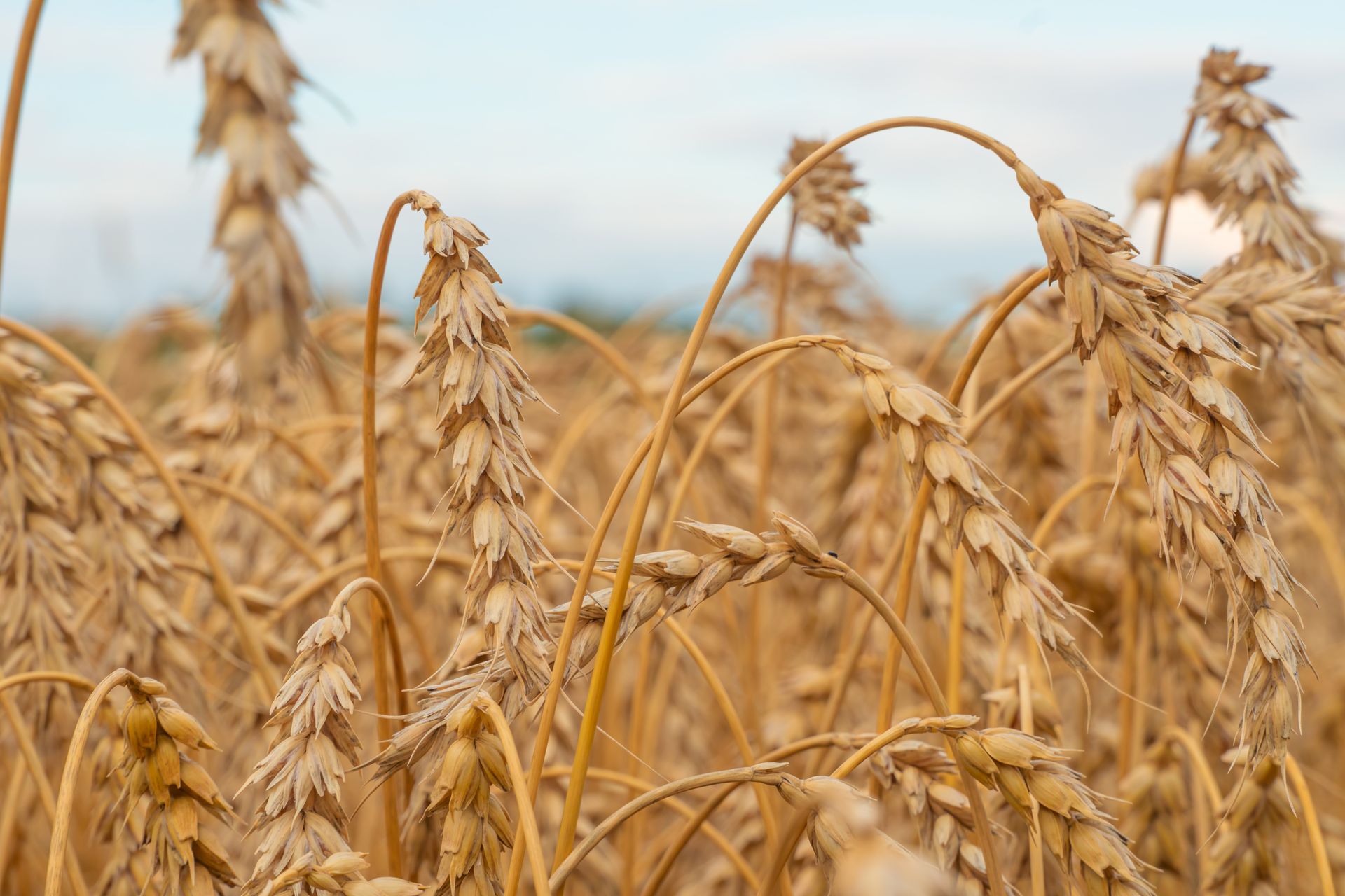 Crop Spotlight - Wheat